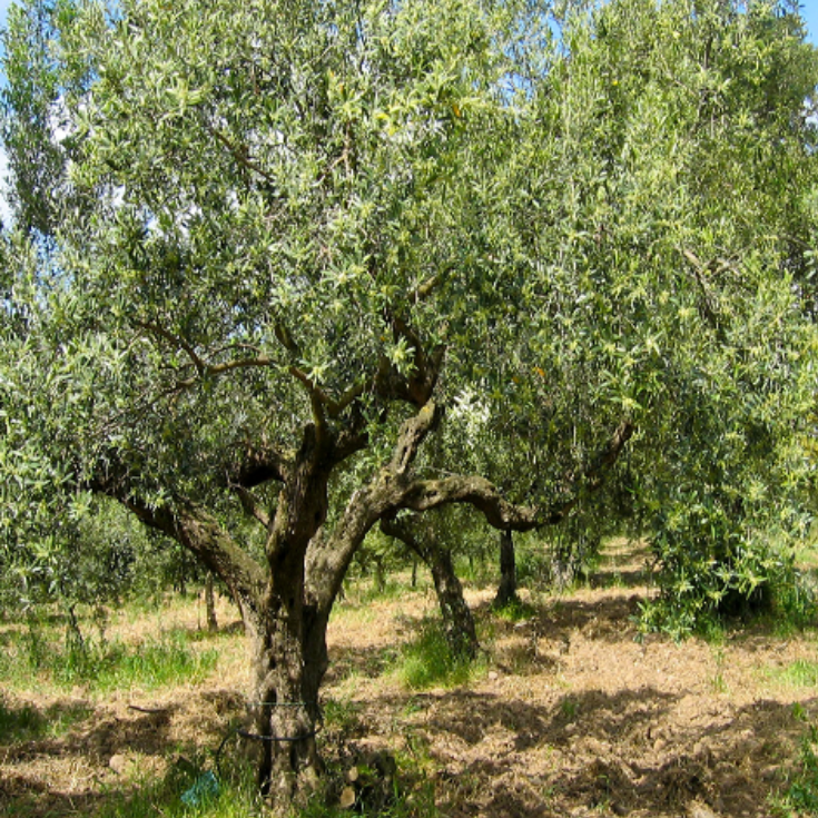 Ravida – The Oil Merchant Ltd